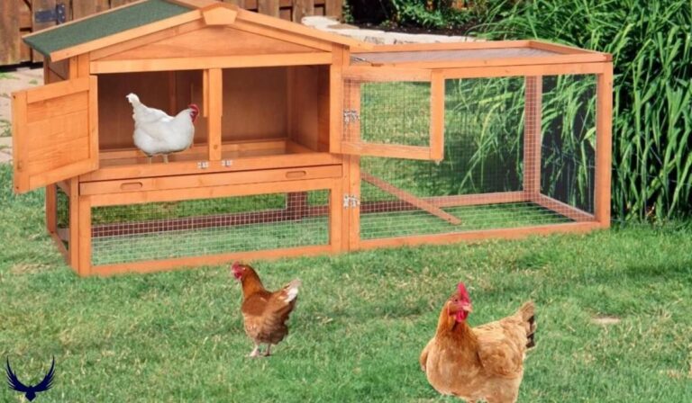 List of 500+ Unique, Cute, & Funny Chicken Names 2024