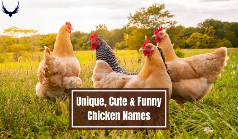List of 500+ Unique, Cute, & Funny Chicken Names 2024