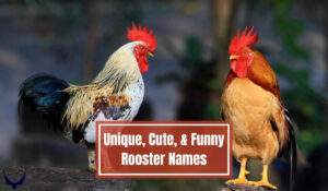 List of 600+ Unique, Badass, & Funny Rooster Names 2024