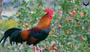 List of 600+ Unique, Badass, & Funny Rooster Names 2024