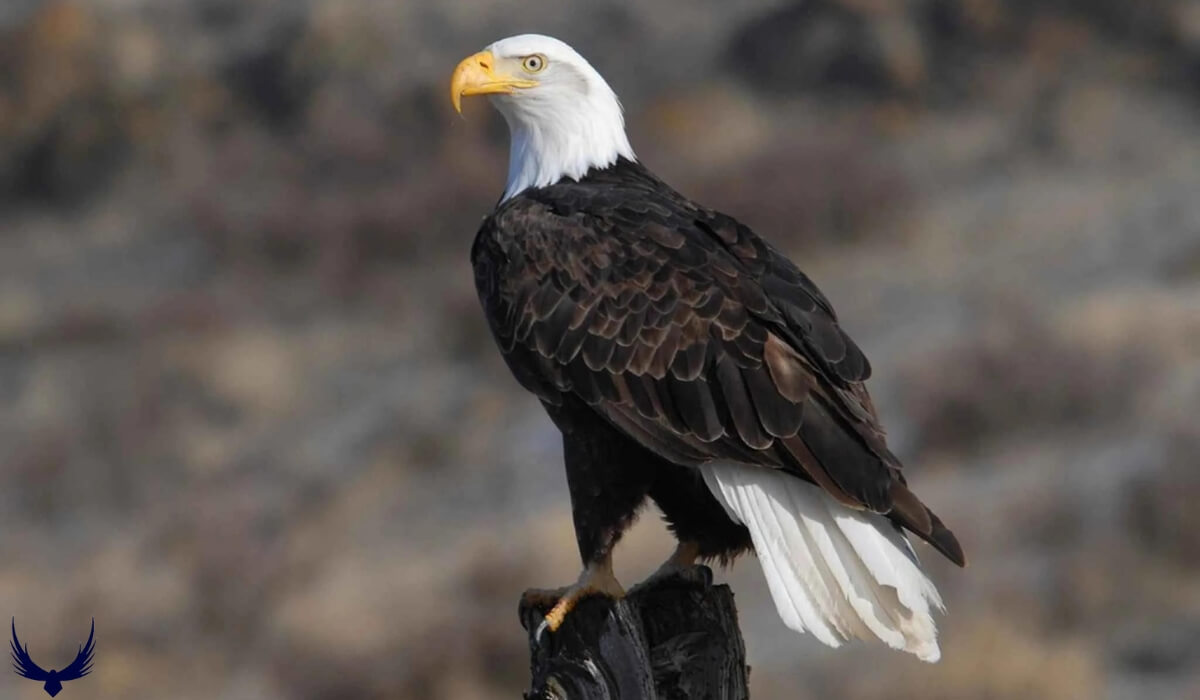 What is a Hancock Bird? The Hancock Bird Revealed 2024