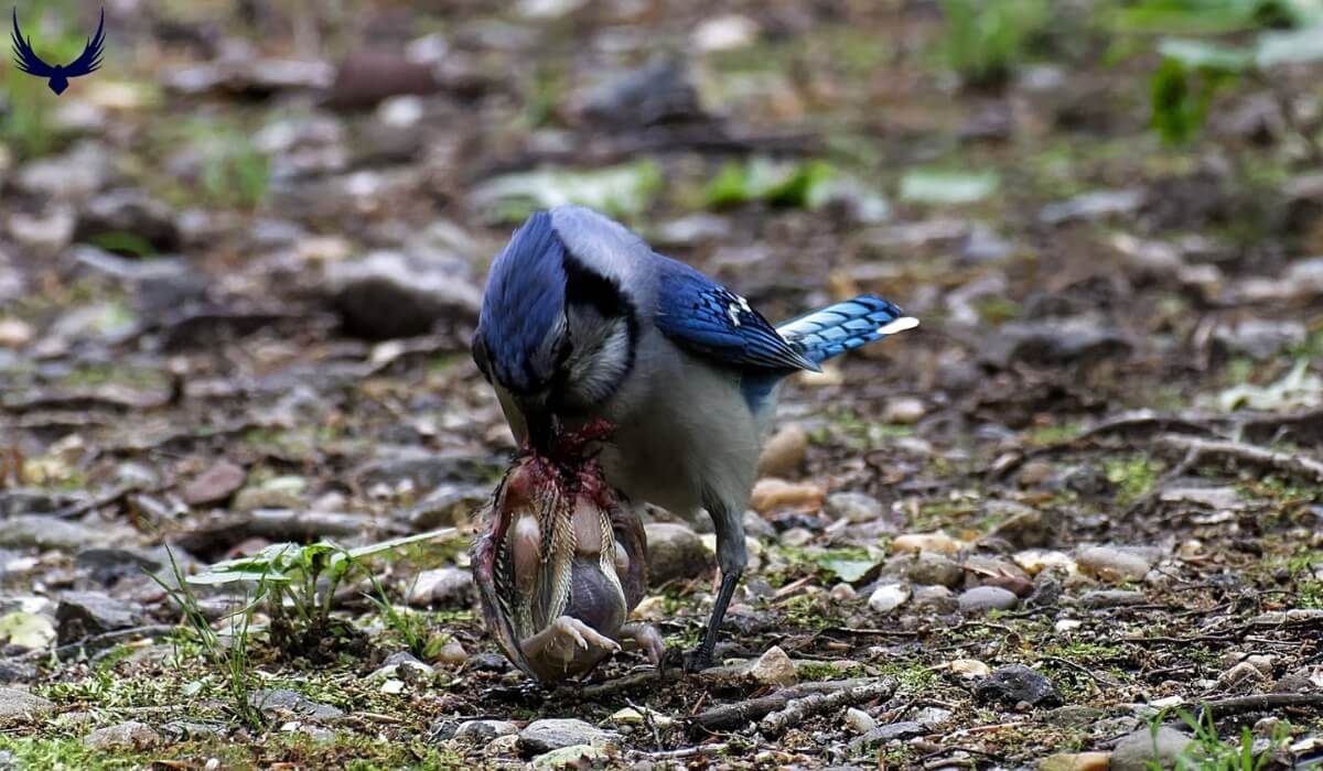 What Do Blue Jays Eat? Seeds, Nuts, and More - Birds Aura