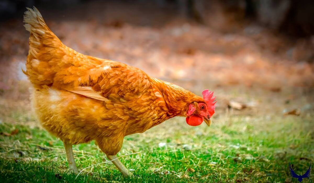 List of 500+ Unique, Cute, & Funny Chicken Names 2024
