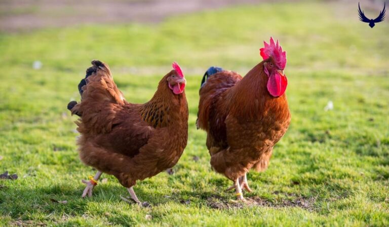 List of 500+ Unique, Cute, & Funny Chicken Names 2024