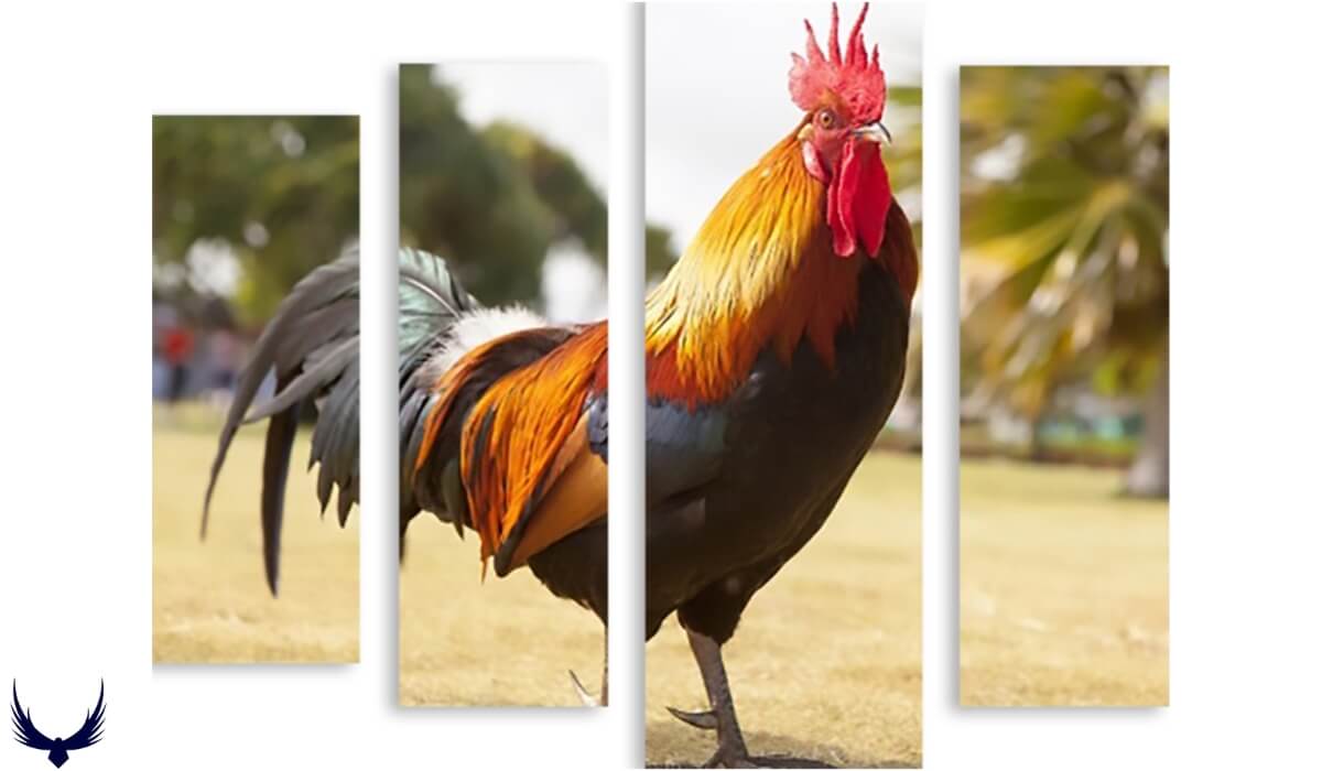 List of 600+ Unique, Badass, & Funny Rooster Names 2024
