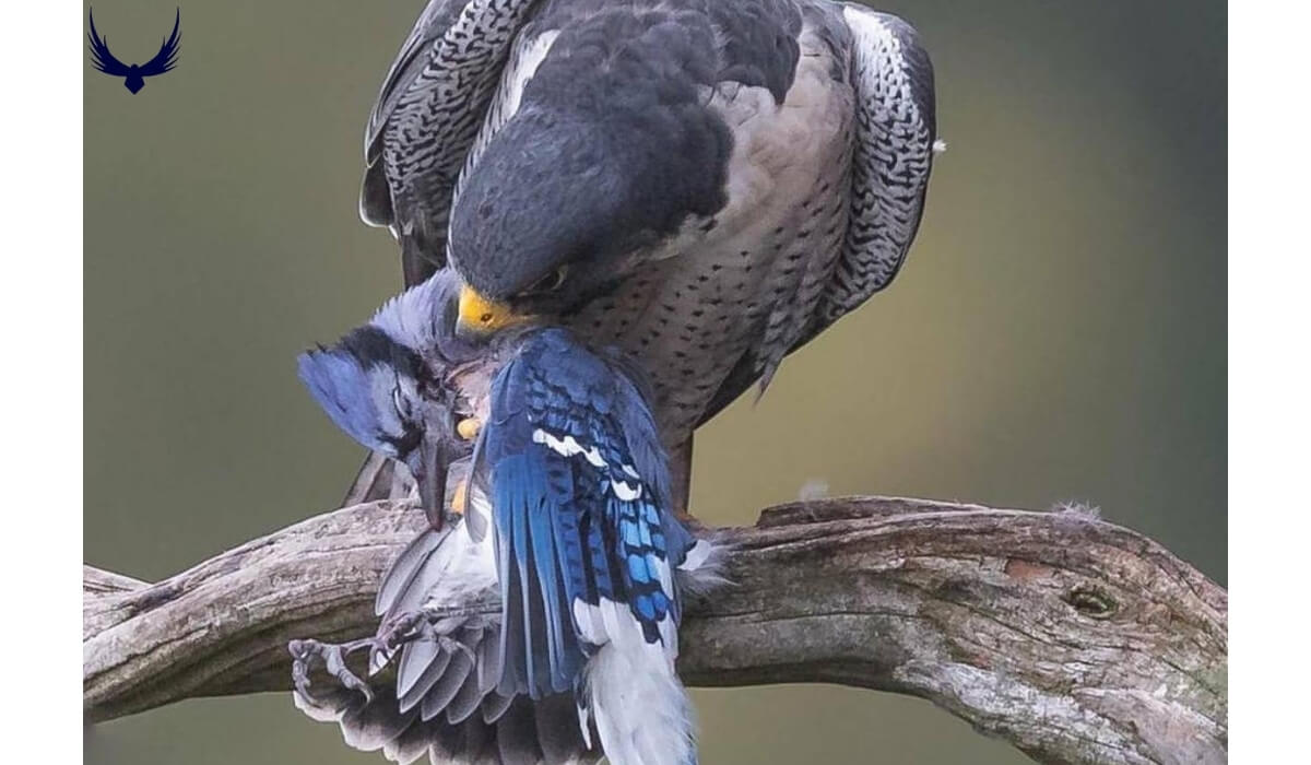 What Animals Eat Blue Jays? Blue Jay Predators List 2025