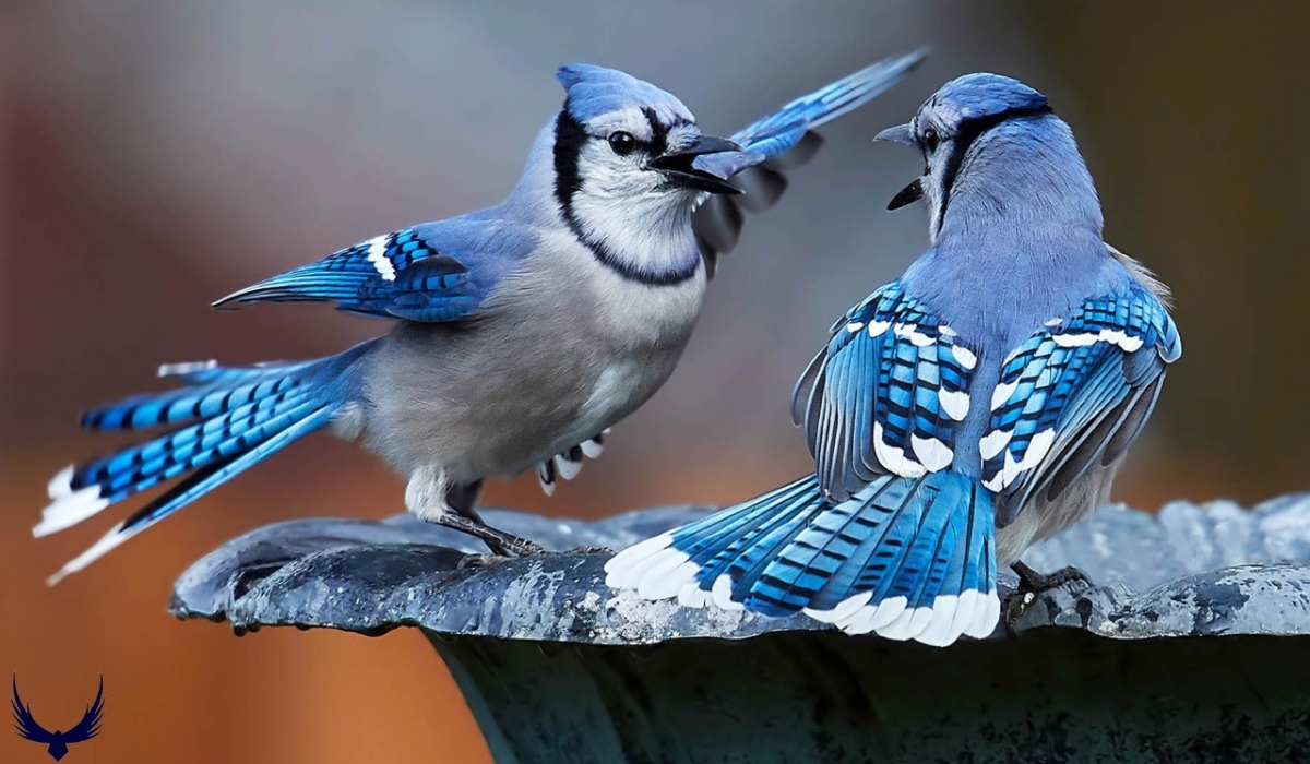 What Animals Eat Blue Jays? Blue Jay Predators List 2025