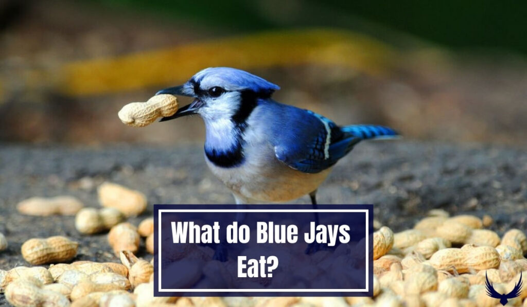 What Do Blue Jays Eat? Seeds, Nuts, and More - Birds Aura