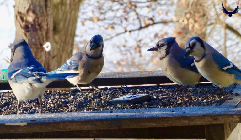 What Do Blue Jays Eat? Seeds, Nuts, and More - Birds Aura