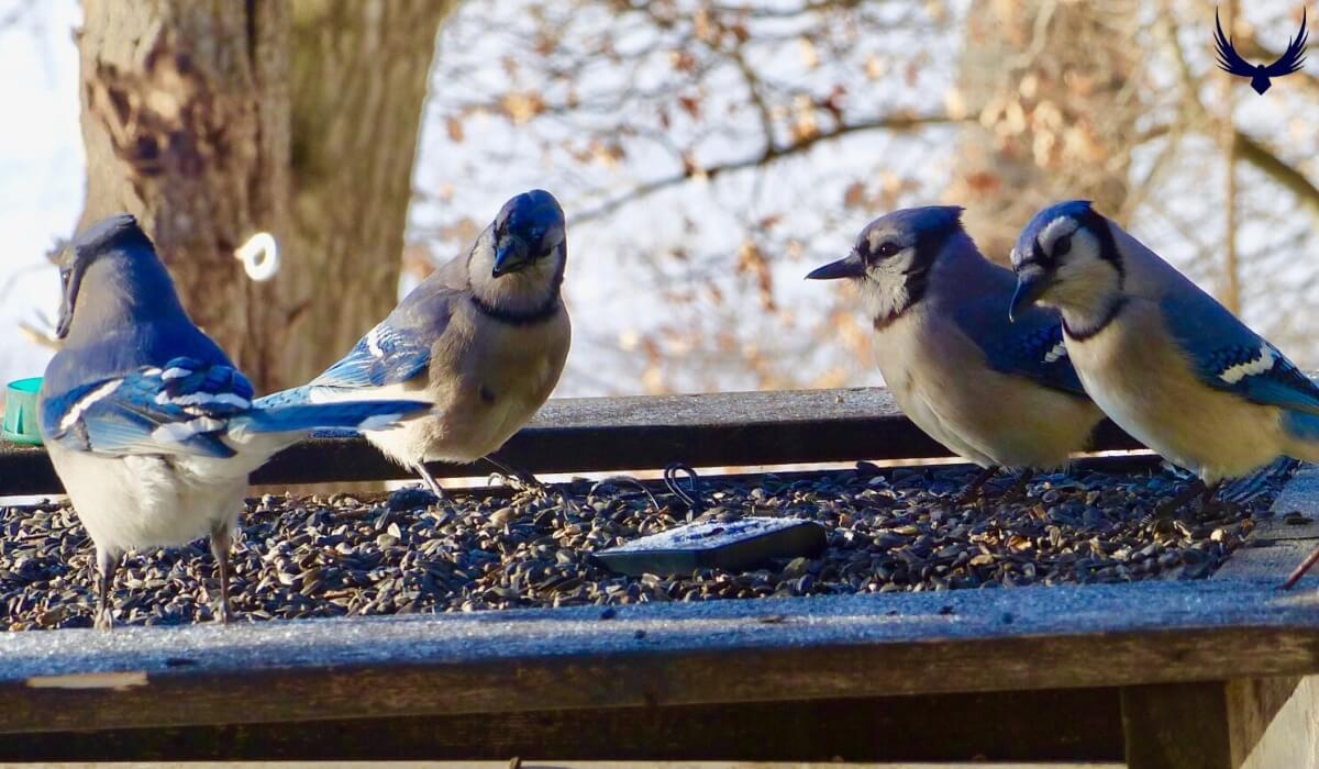What Do Blue Jays Eat? Seeds, Nuts, and More - Birds Aura