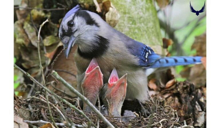 Blue Jays Nesting Habits 2024: When, Where & How They Nest!