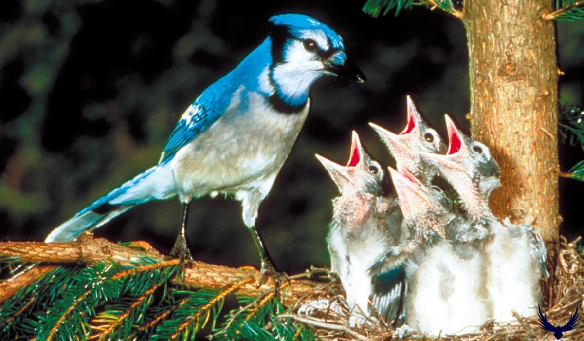 Blue Jays Nesting Habits 2024: When, Where & How They Nest!