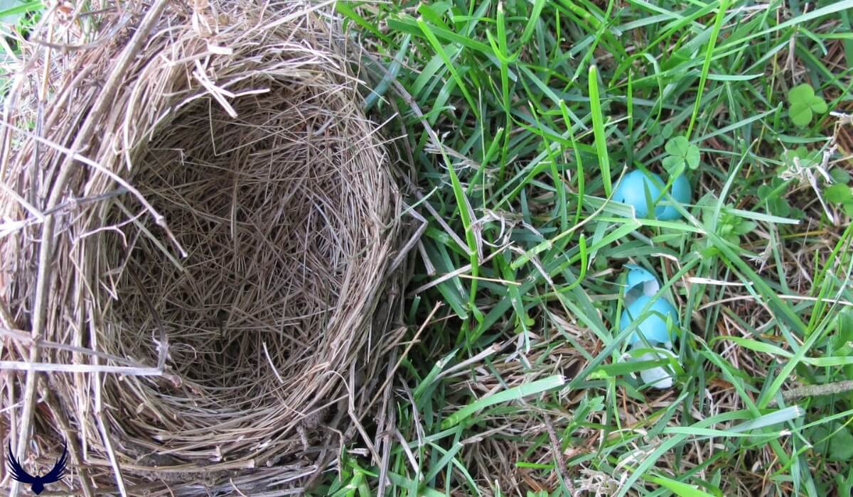 Blue Jays Nesting Habits 2024: When, Where & How They Nest!