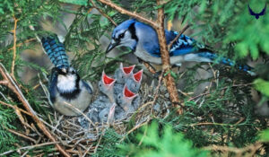 Blue Jays Nesting Habits 2024: When, Where & How They Nest!