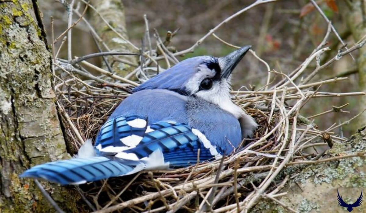 Blue Jays Nesting Habits 2024: When, Where & How They Nest!