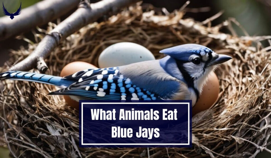 Blue Jay Eggs: Color, Size, Appearance & Hatching Process