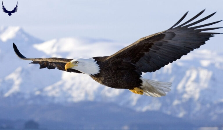 What Is a Hancock Bird? Meaning, Origin & Facts