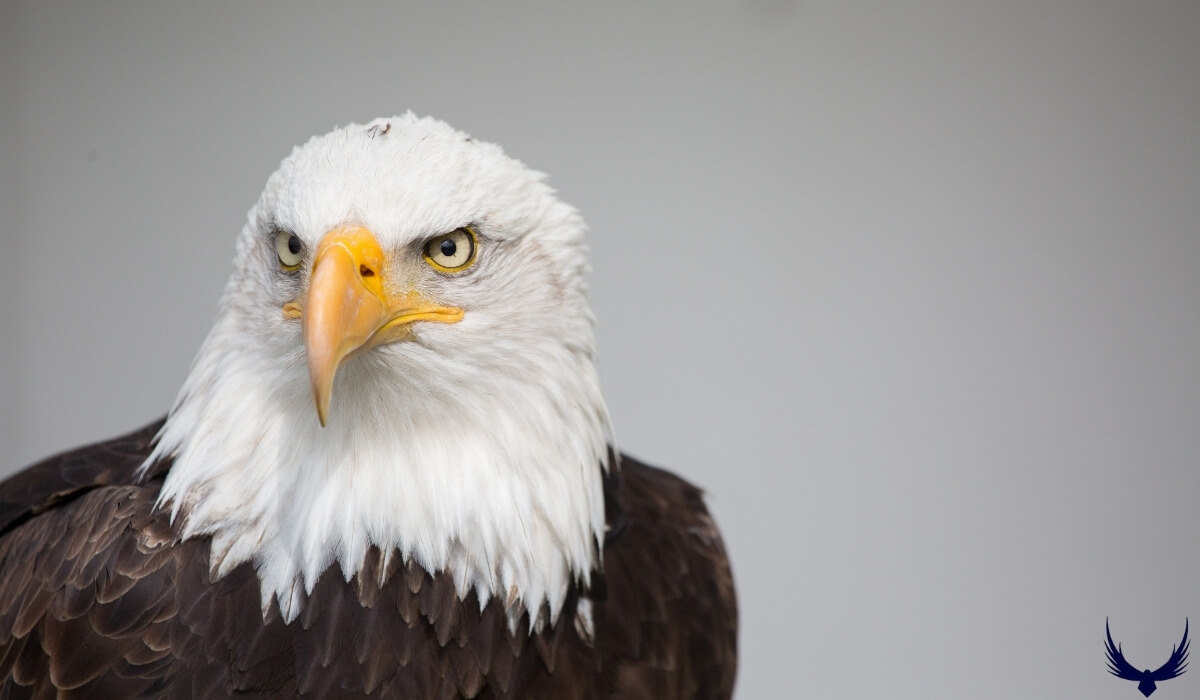 What is a Hancock Bird? The Hancock Bird Revealed 2024