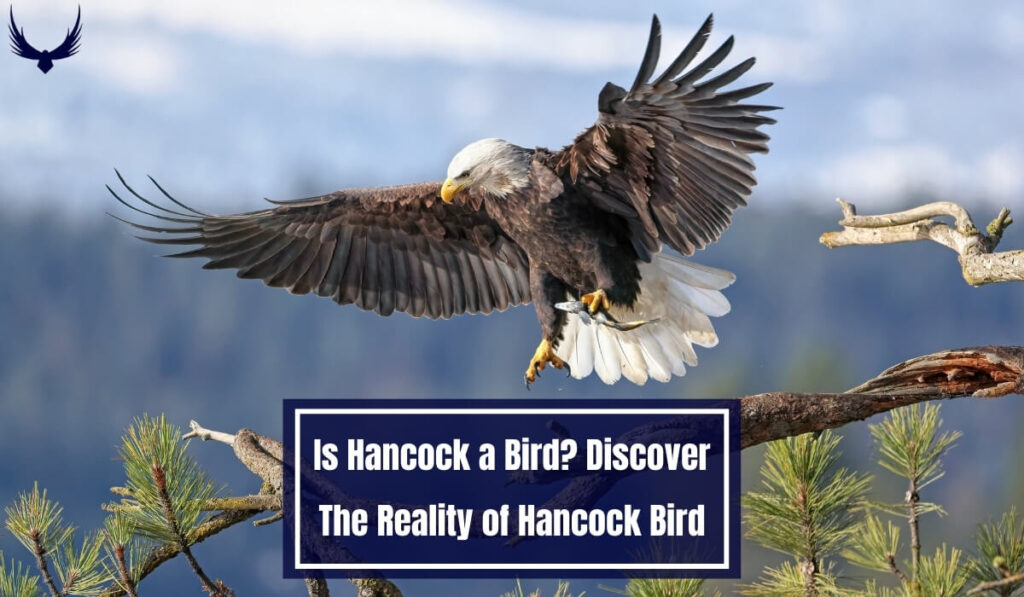 Is Hancock a Bird? Discover Mystery Behind Hancock Bird