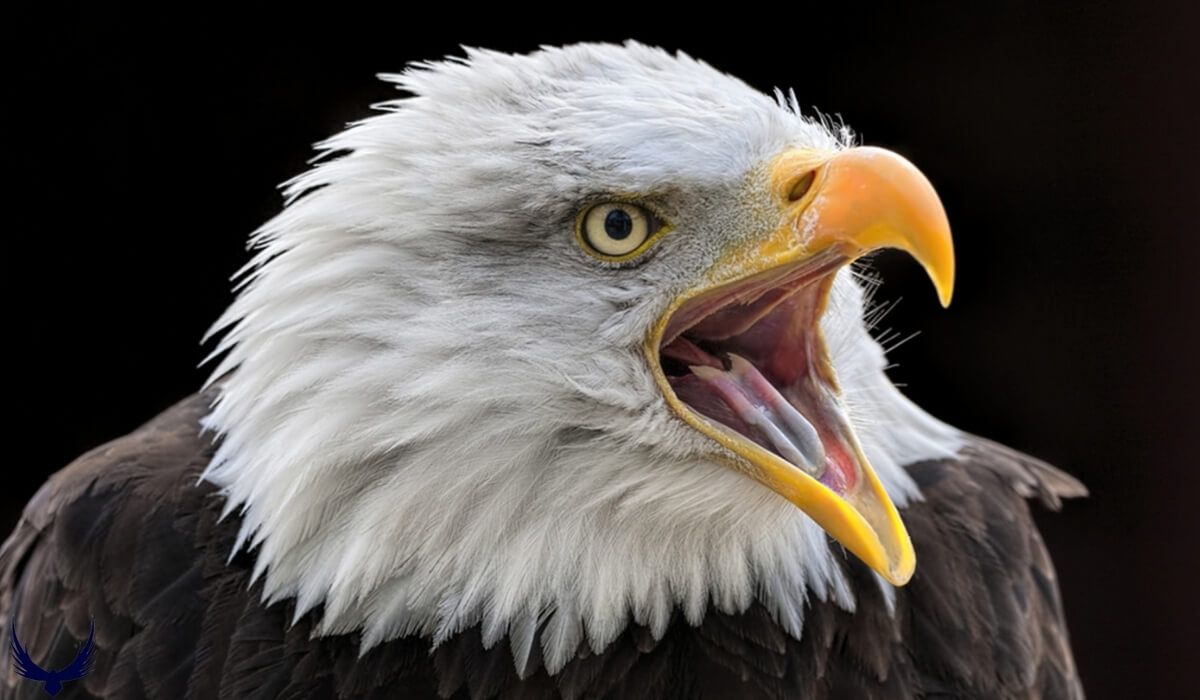 What is a Hancock Bird? The Hancock Bird Revealed 2024