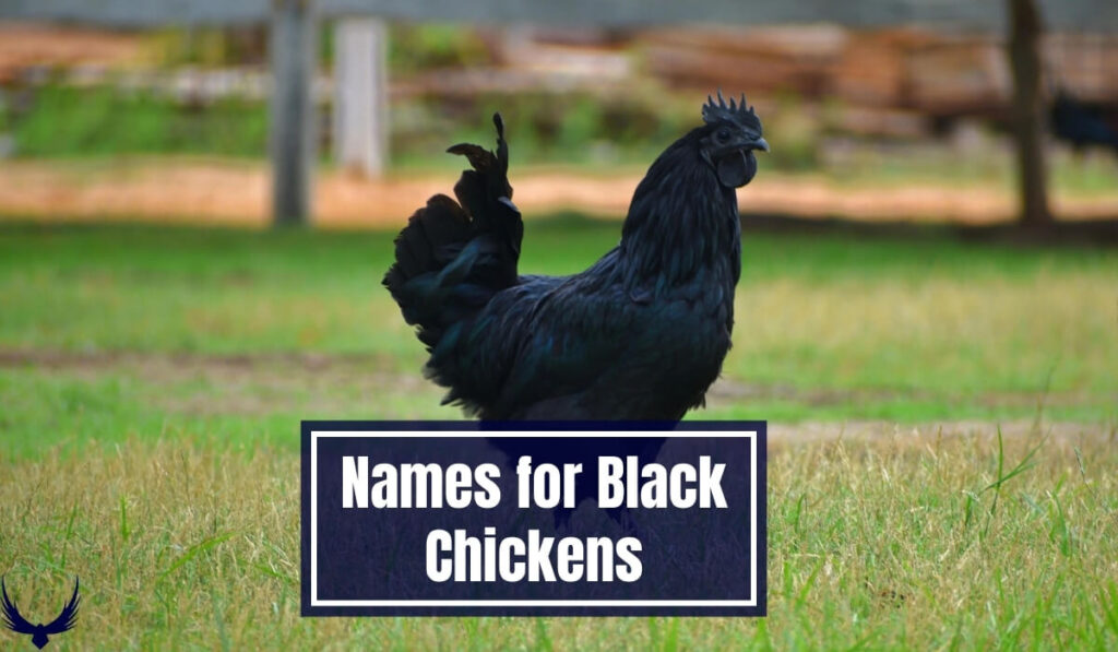Names for Black Chickens: List of 250+ Unique & Cute Names