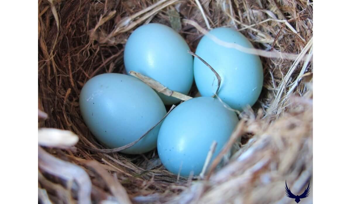 Blue Jay Eggs: Color, Size, Appearance & Hatching Process