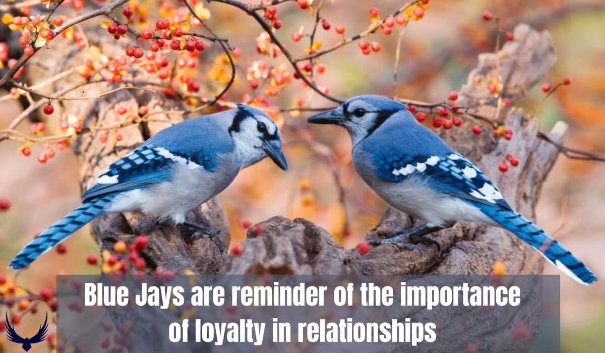 Blue Jay Symbolism: What does Seeing a Blue Jay Mean?