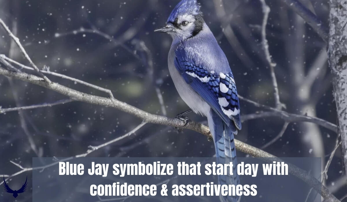 Blue Jay Symbolism: What does Seeing a Blue Jay Mean?