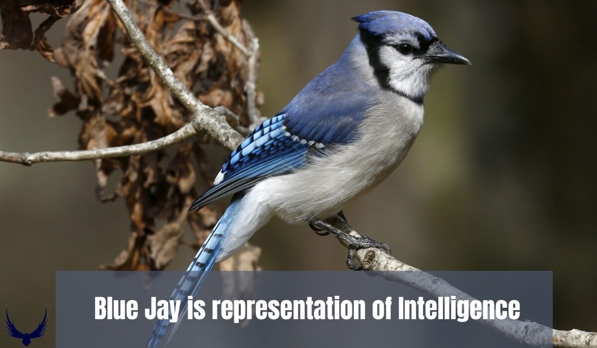 Blue Jay Symbolism: What does Seeing a Blue Jay Mean?