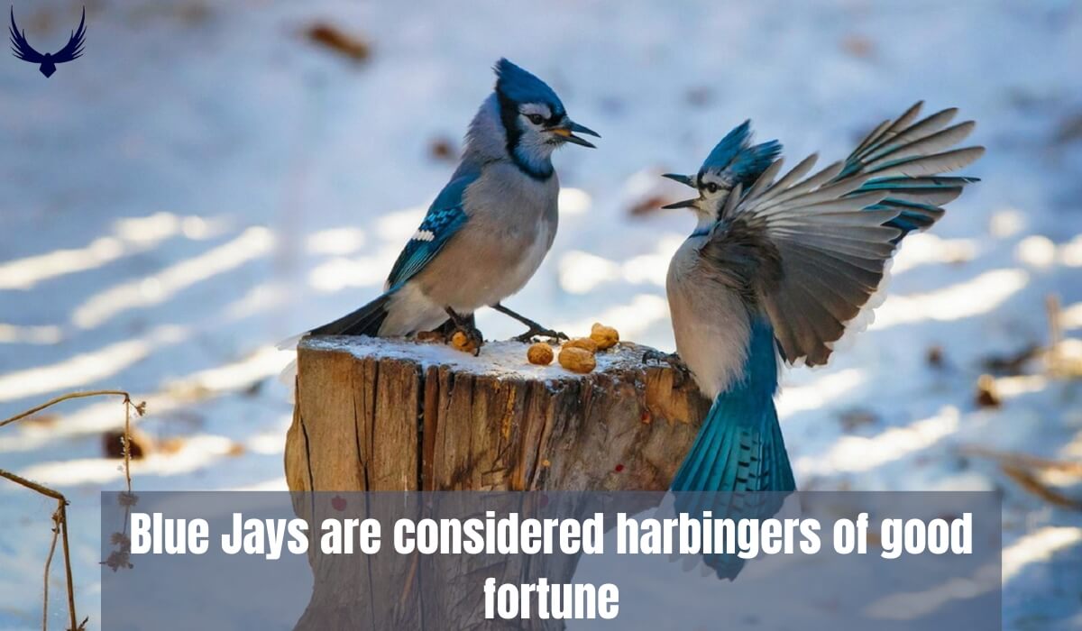 Blue Jay Symbolism: What does Seeing a Blue Jay Mean?