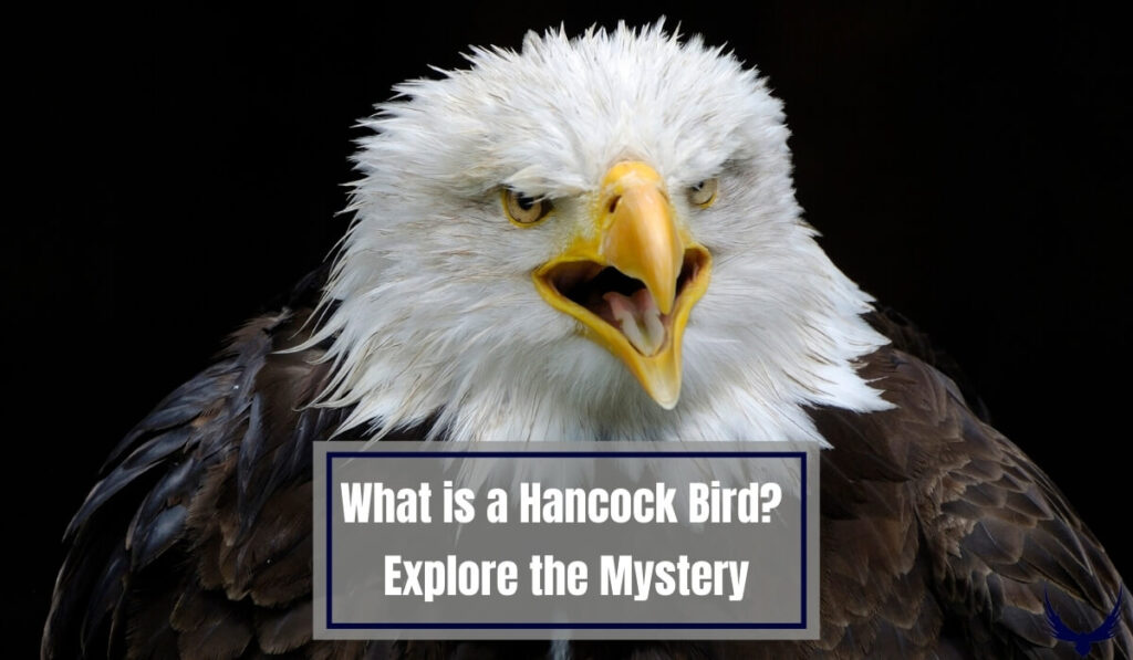 What is a Hancock Bird? The Hancock Bird Revealed 2024