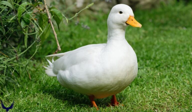 450+ Cute Duck Names with Generator for Feathered Friend