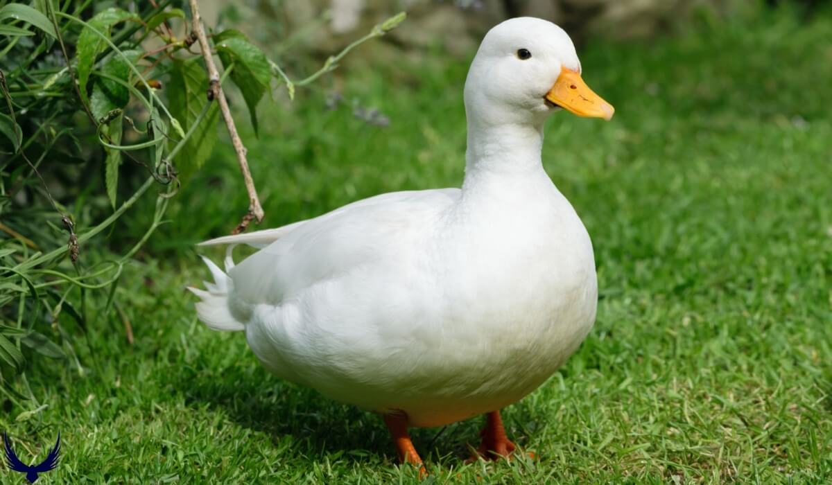 450+ Cute Duck Names with Generator for Feathered Friend
