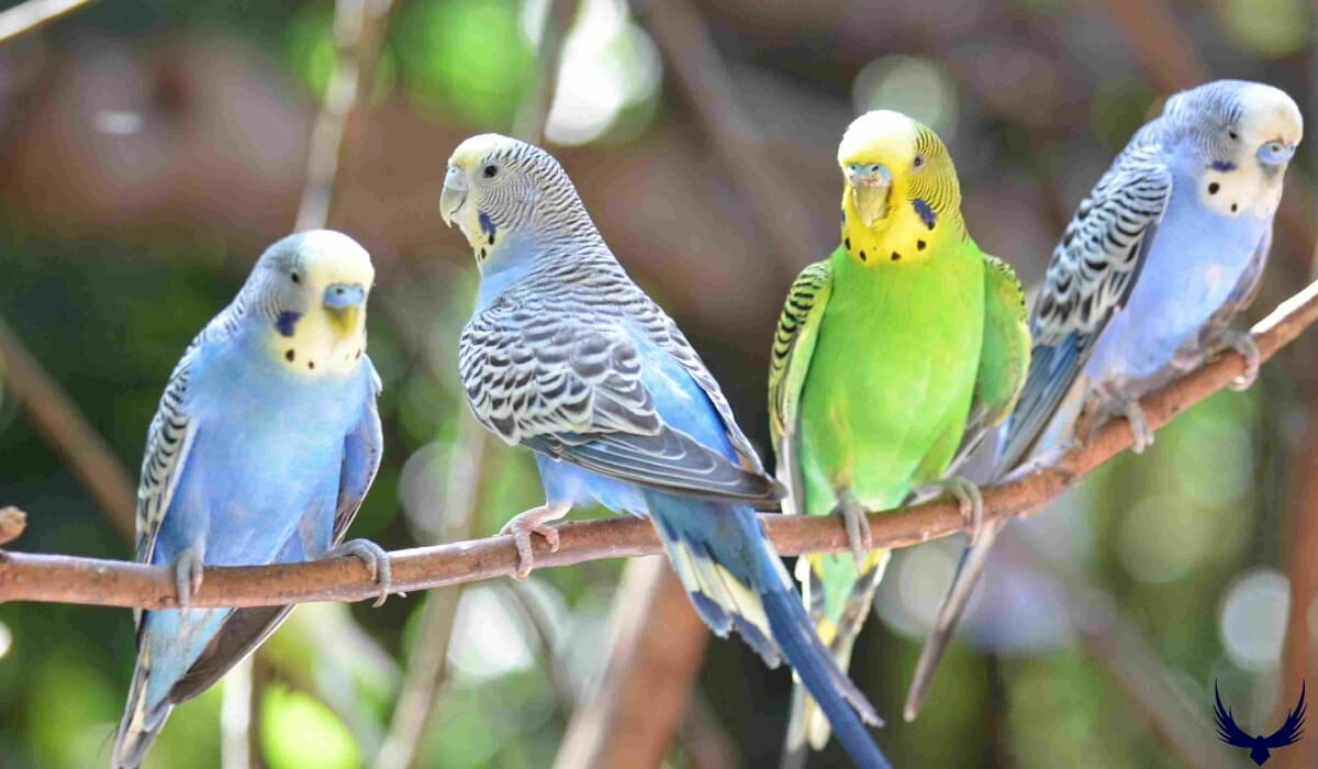450+ Parakeet Names (Best Bird Names for Parakeets)