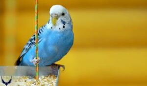 450+ Parakeet Names (Best Bird Names for Parakeets)