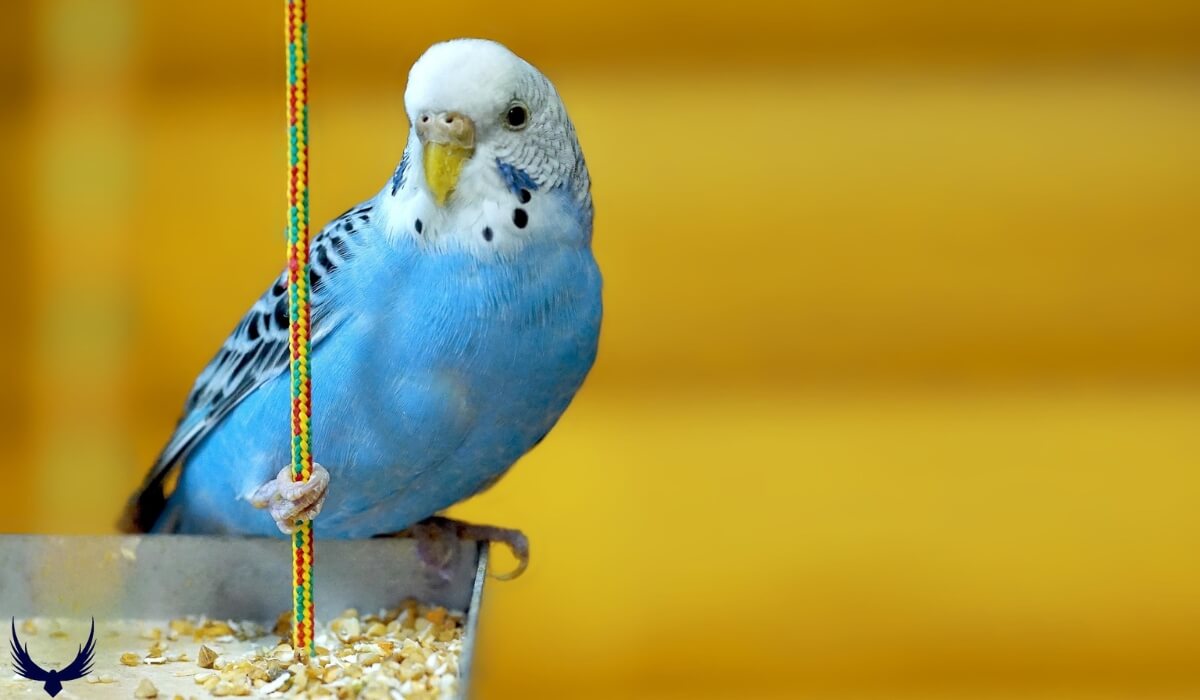450+ Parakeet Names (Best Bird Names for Parakeets)