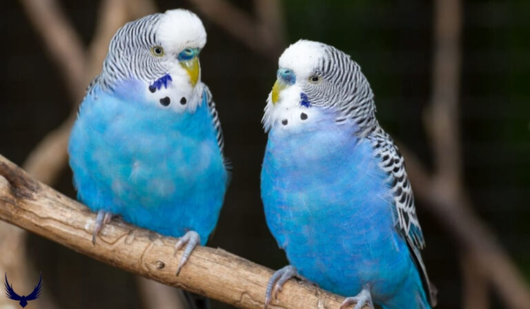 450+ Parakeet Names (Best Bird Names for Parakeets)