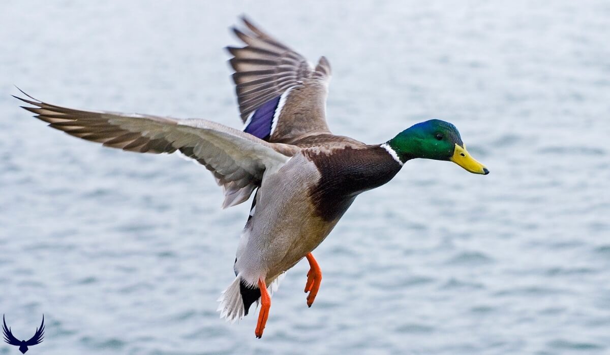 450+ Cute Duck Names with Generator for Feathered Friend