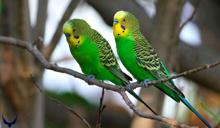 450+ Parakeet Names (Best Bird Names for Parakeets)