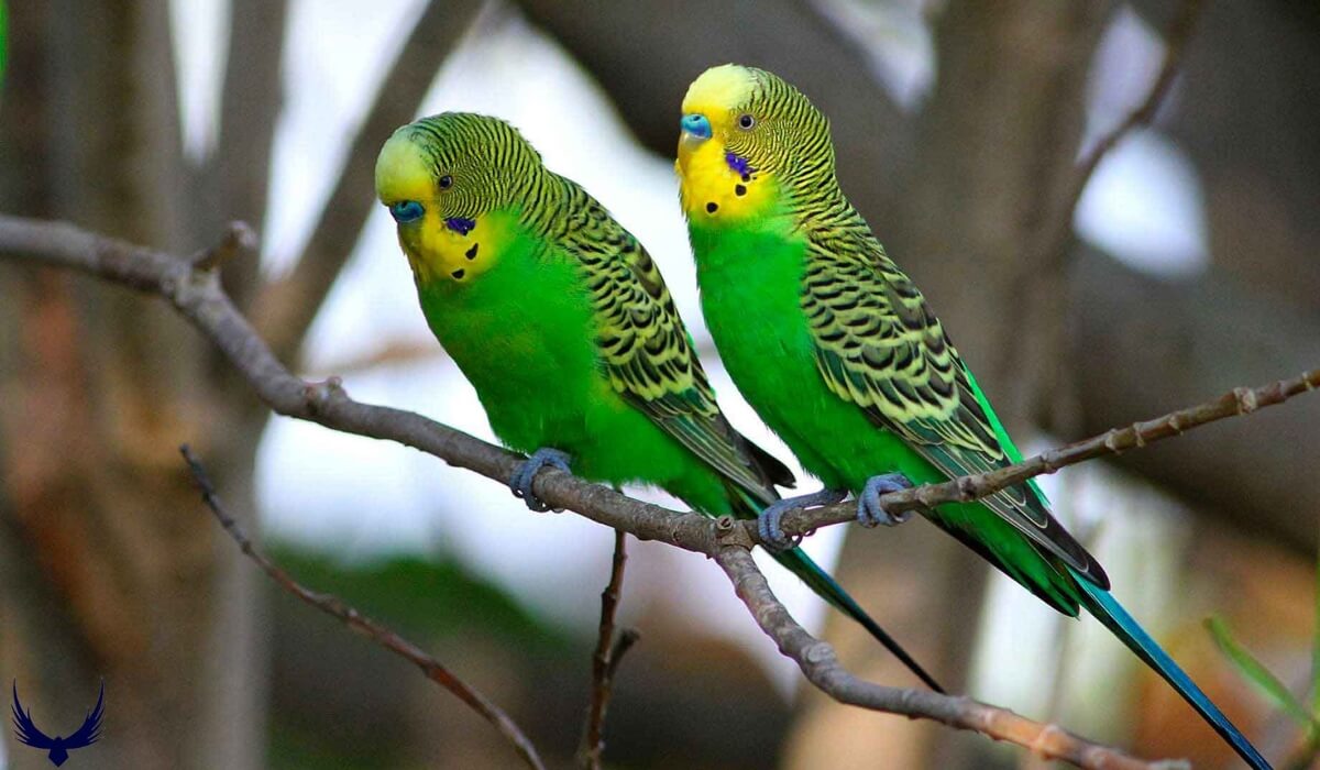 450+ Colorful Parakeet Names: Cute, Unique & Best Bird Names