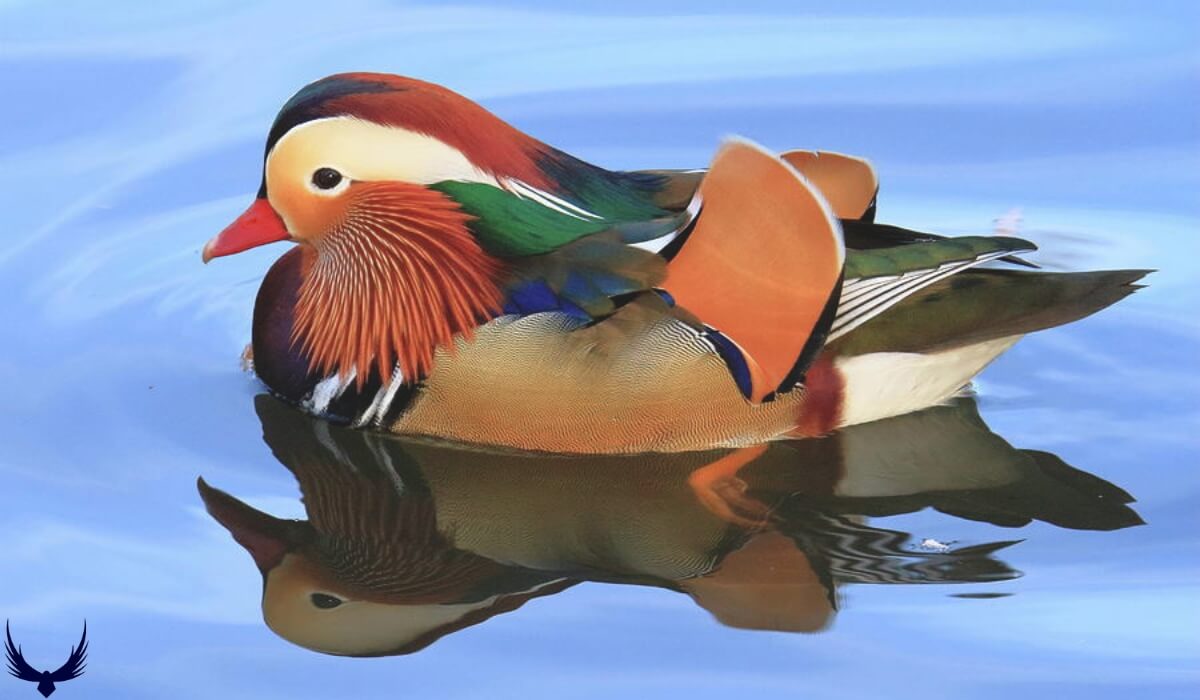 450+ Cute Duck Names with Generator for Feathered Friend