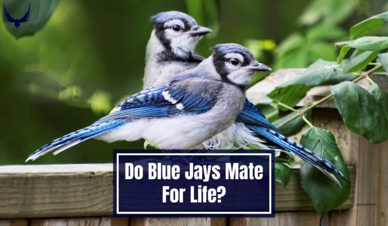 Do Blue Jays Mate for Life? (Blue Jays Mating Habits 2024)