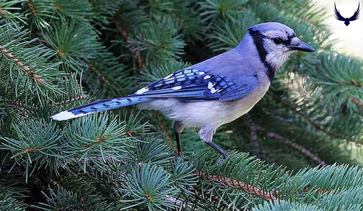 Do Blue Jays Migrate: When, Where, & Why They Migrate