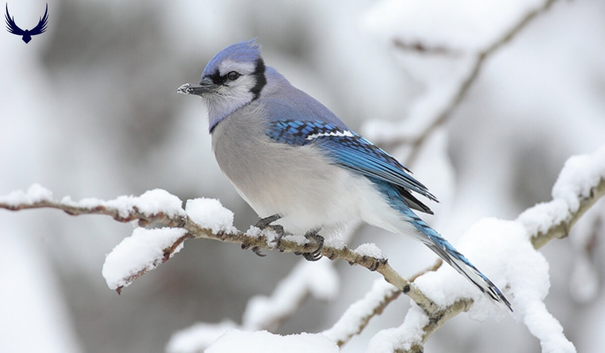 Do Blue Jays Migrate: When, Where, & Why They Migrate