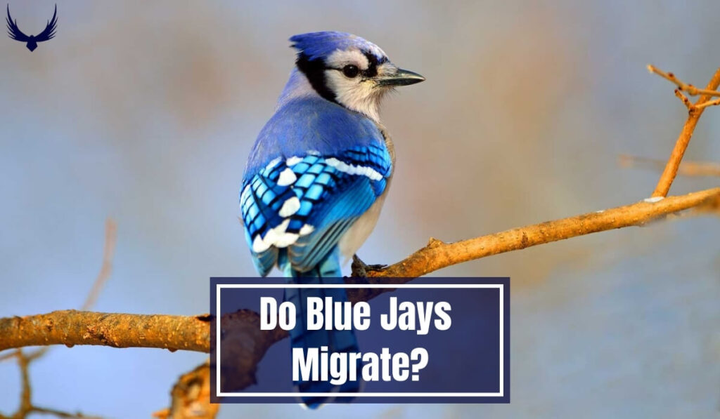 Do Blue Jays Migrate: When, Where, & Why They Migrate