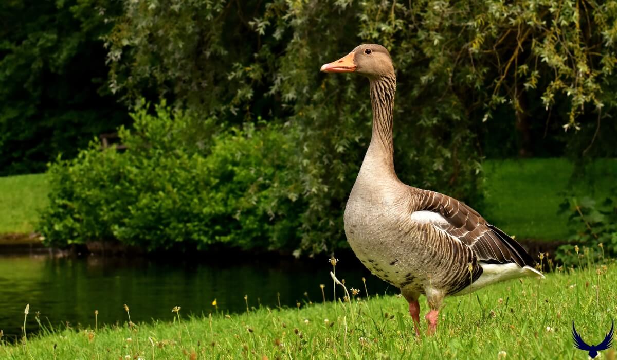 400+ Unique Goose Names with Generator 2024 - Birds Aura