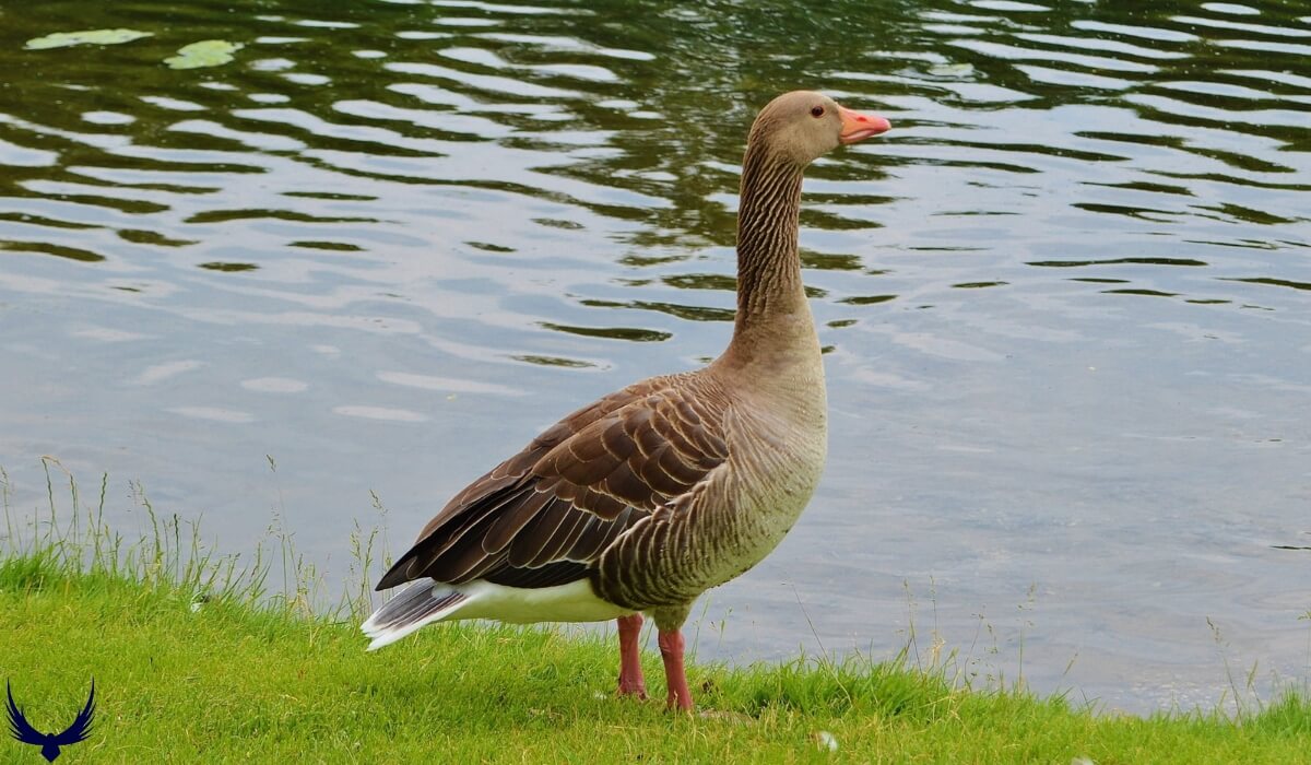 400+ Unique Goose Names with Generator 2024 - Birds Aura