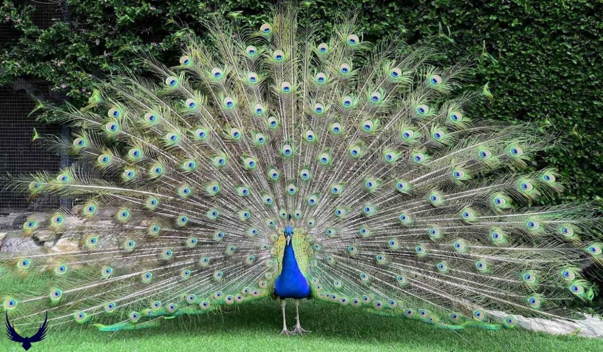 300+ Peacock Names 2025 (Best & Funny Names for Peacock)