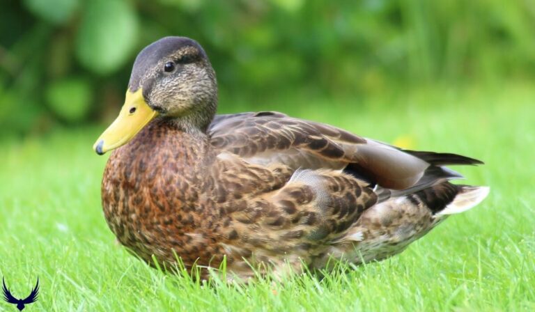 450+ Cute Duck Names with Generator for Feathered Friend