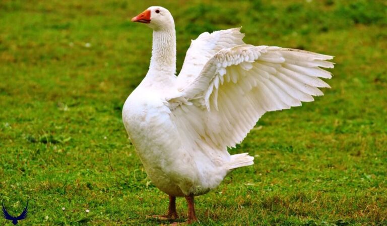 400+ Unique Goose Names with Generator 2024 - Birds Aura